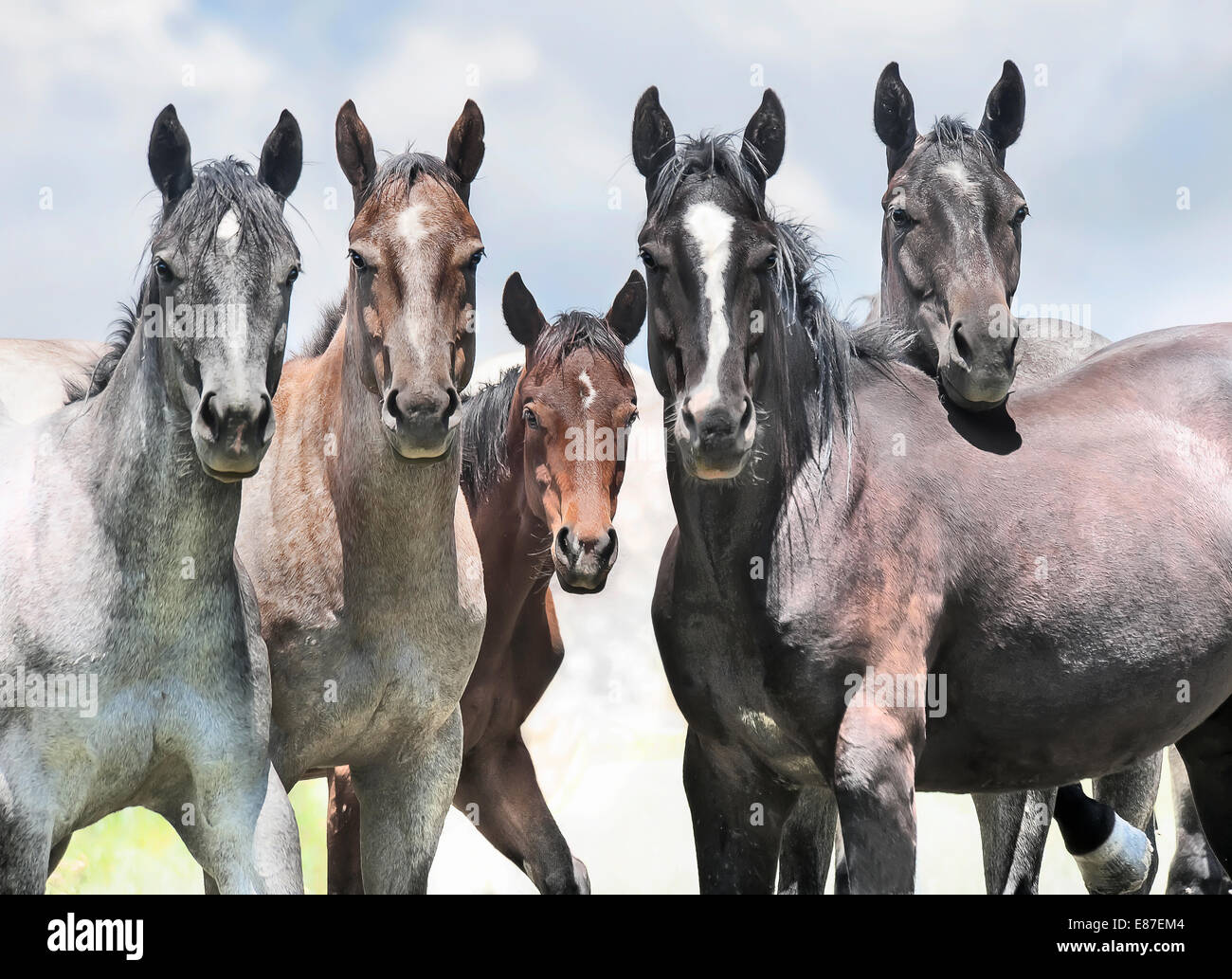 Mandria equina immagini e fotografie stock ad alta risoluzione - Alamy