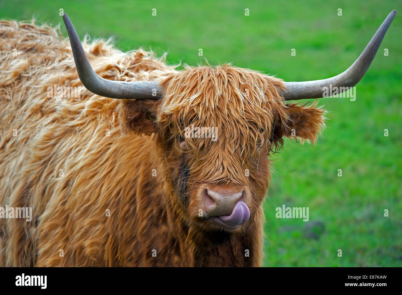 Mucca con la lingua nel suo naso immagini e fotografie stock ad alta ...