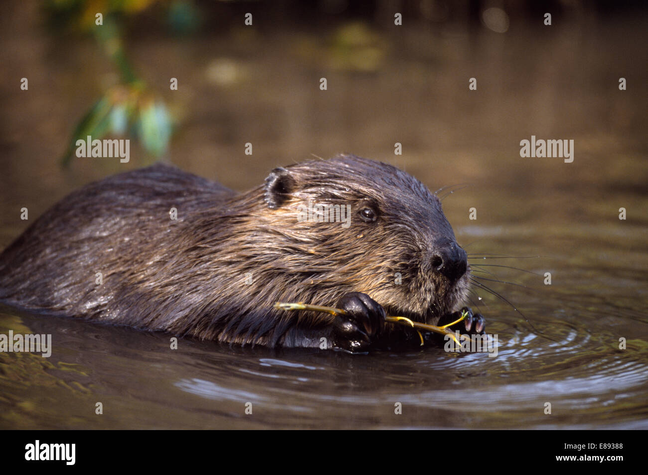 Castoro che rosicchia immagini e fotografie stock ad alta risoluzione ...