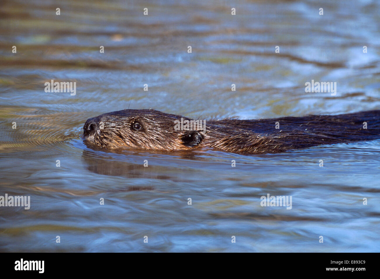 Fibra di ricino castoro europeo immagini e fotografie stock ad alta ...