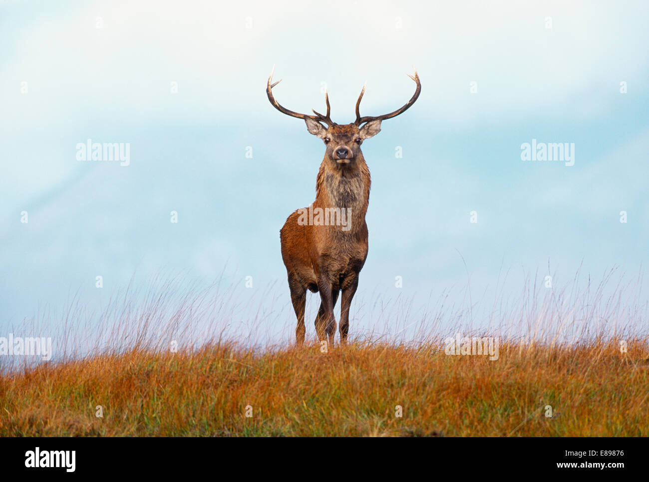 Cervo con palchi immagini e fotografie stock ad alta risoluzione - Alamy