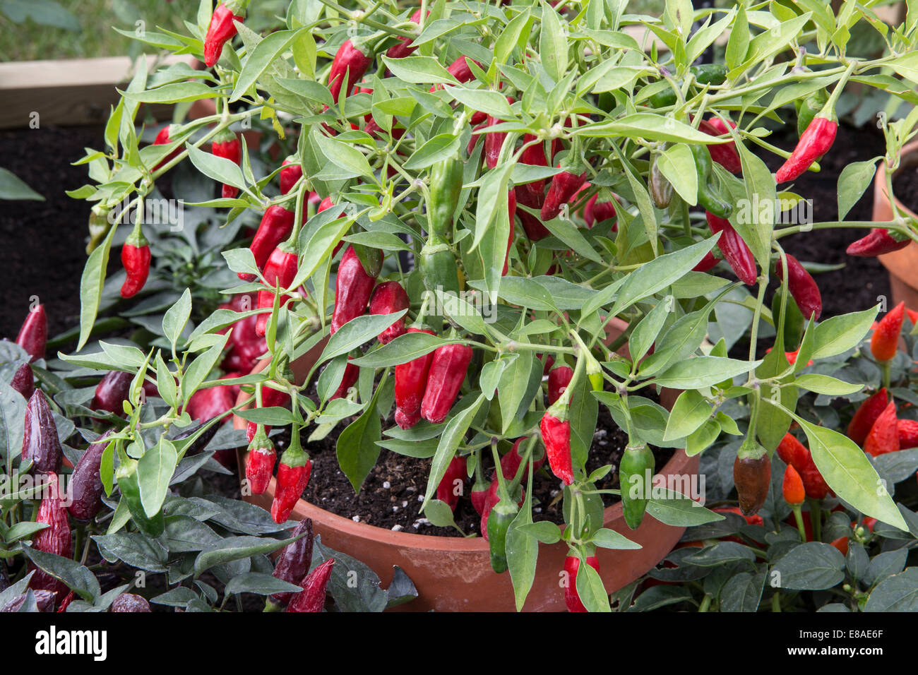 Piccolo spazio giardino con peperoncino peperoncino pianta Apache ...