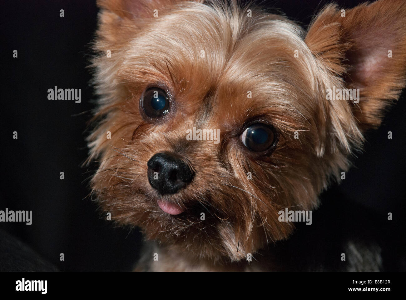 Pedigree yorkshire terrier immagini e fotografie stock ad alta ...