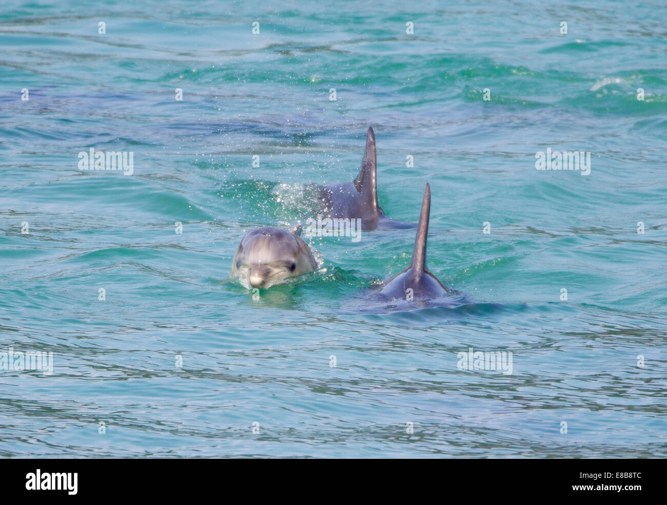 Delfino con bambino immagini e fotografie stock ad alta risoluzione - Alamy