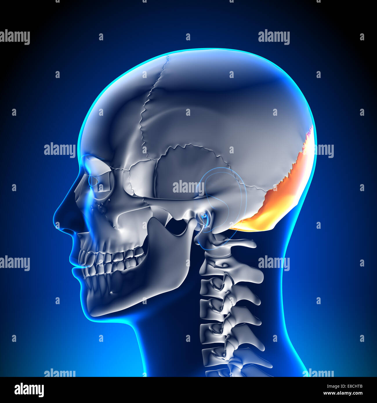 Huesos del craneo anatomia immagini e fotografie stock ad alta ...