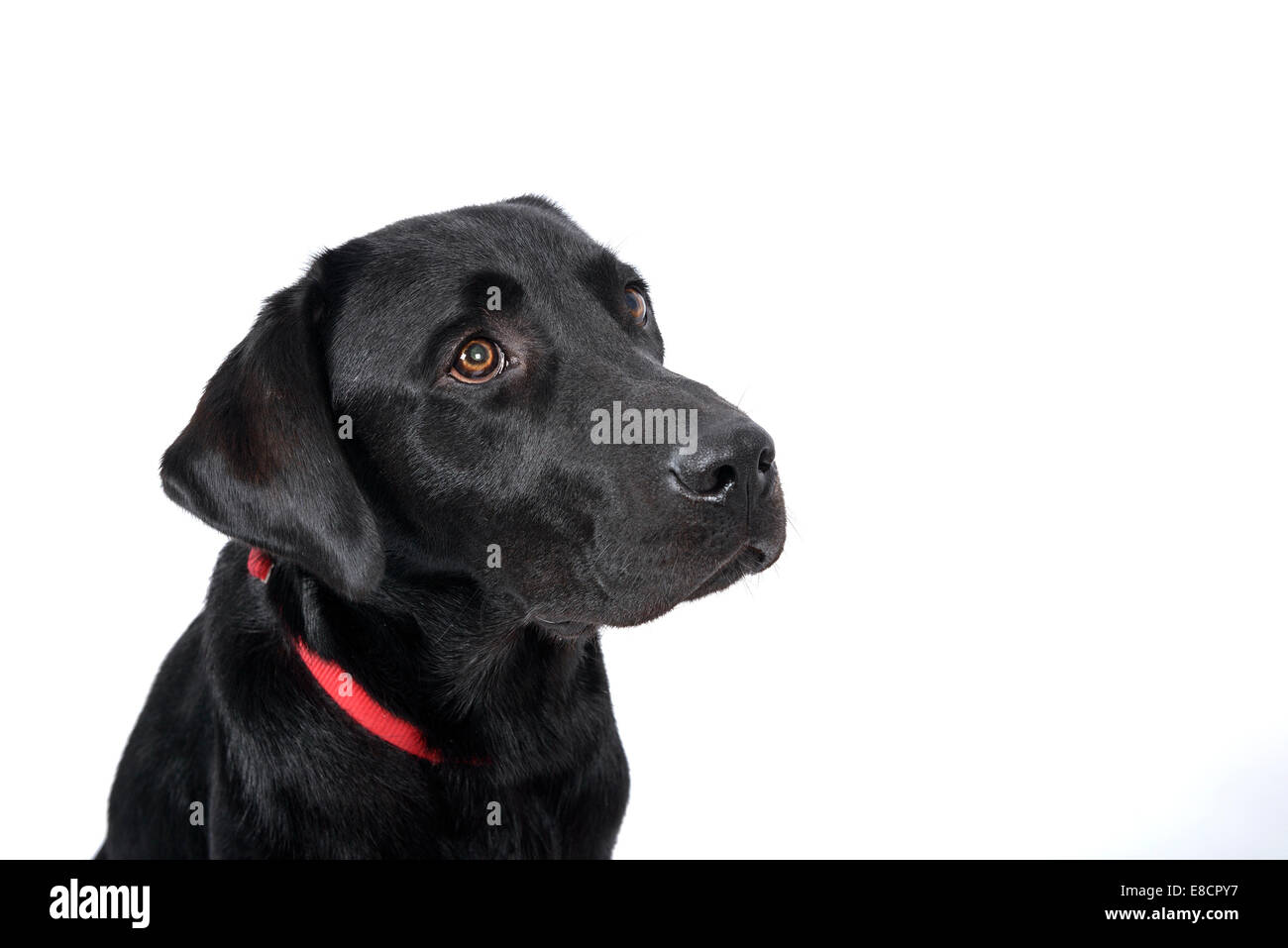 Triste dall'aspetto immagini e fotografie stock ad alta risoluzione - Alamy