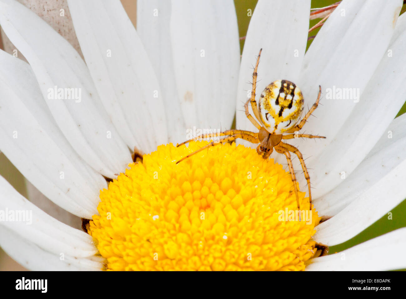 Cricket-bat-Orb weaver Spider (Mangora acalypha) su una Margherita ...