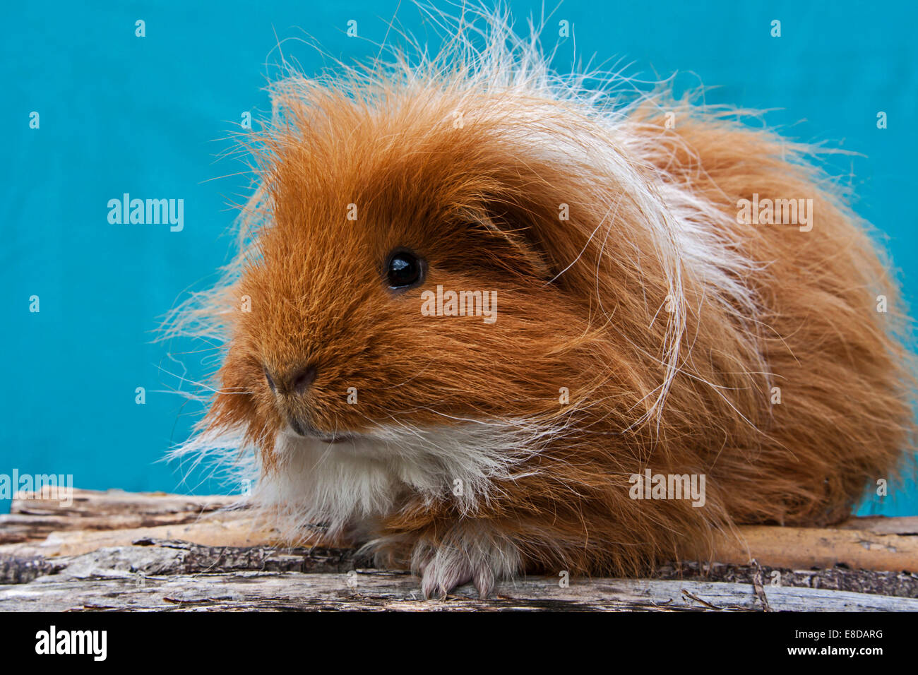 Corpo di tono immagini e fotografie stock ad alta risoluzione - Alamy