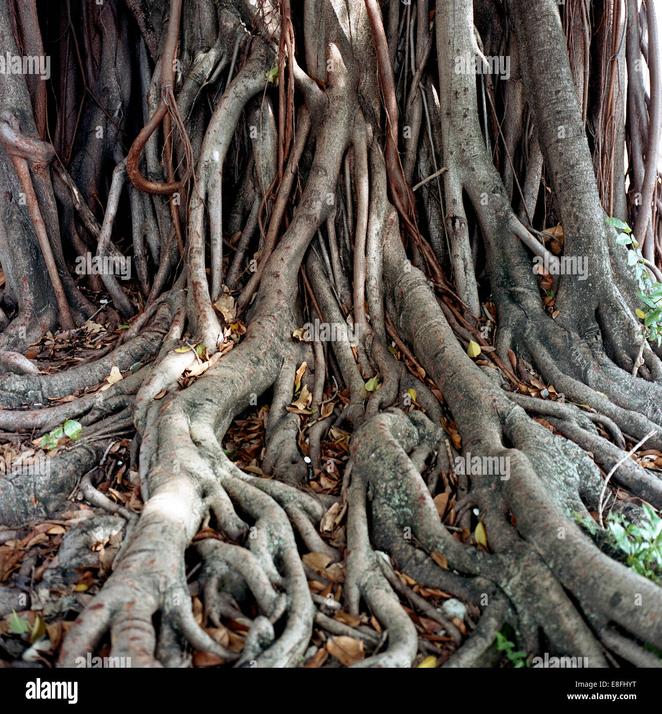 Albero Delle Radici Immagini e Fotos Stock - Alamy