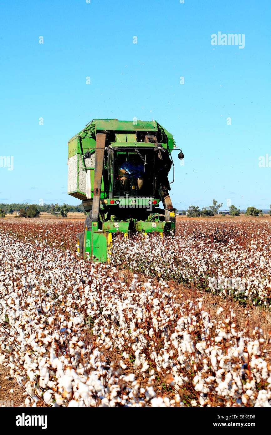 Cotton harvester immagini e fotografie stock ad alta risoluzione - Alamy
