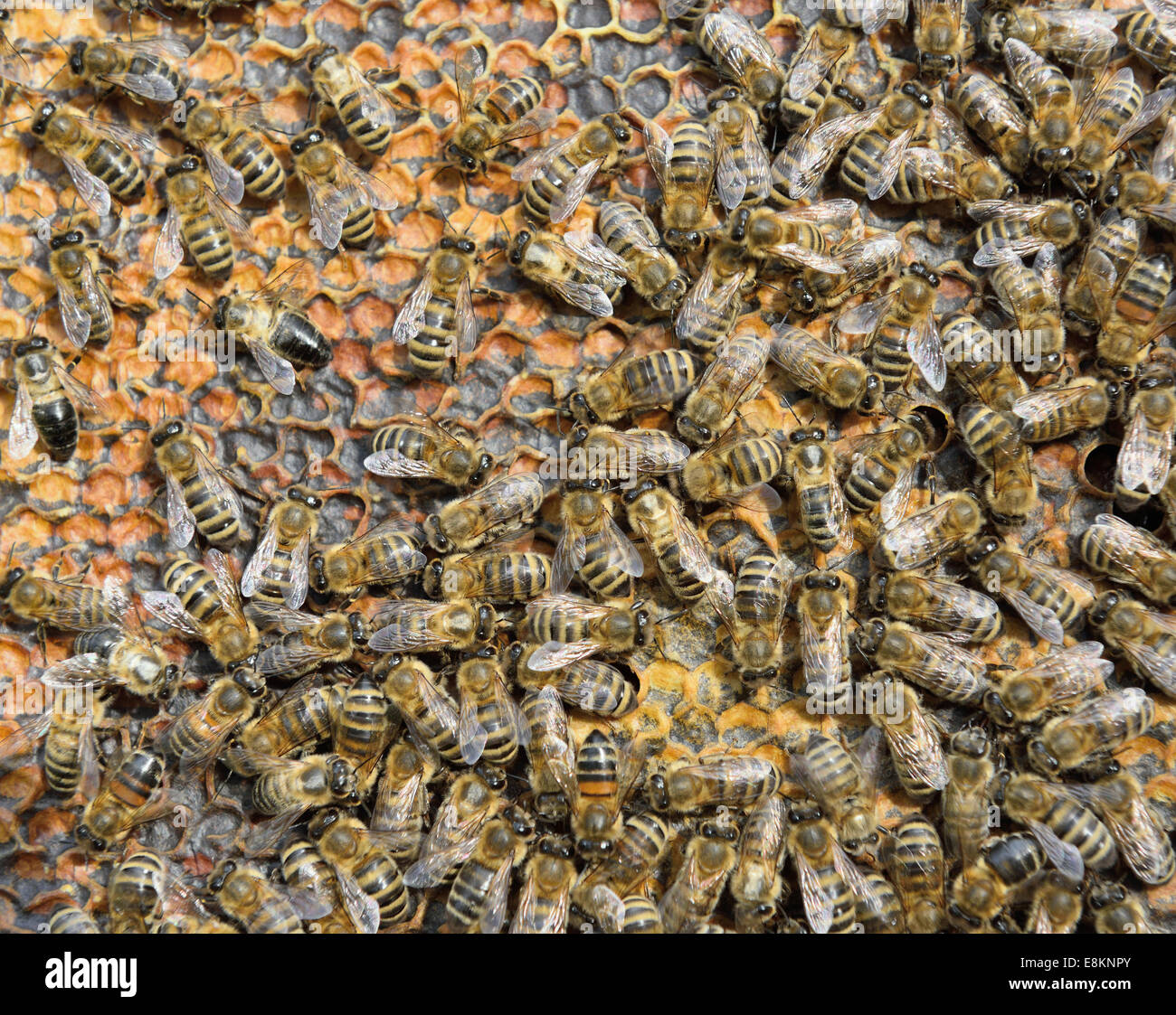 Honeycomb cells immagini e fotografie stock ad alta risoluzione - Alamy