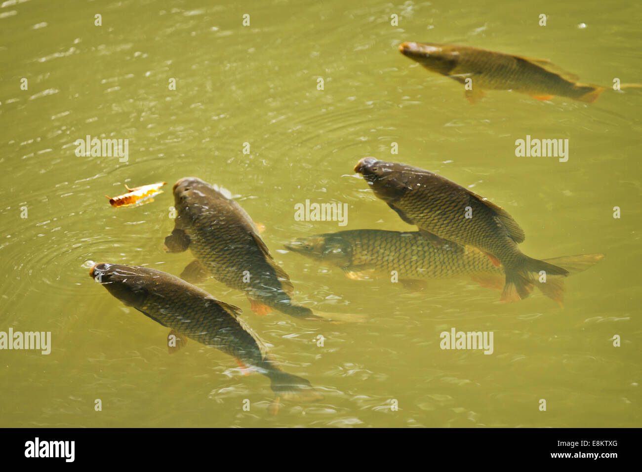 Common carp immagini e fotografie stock ad alta risoluzione - Alamy