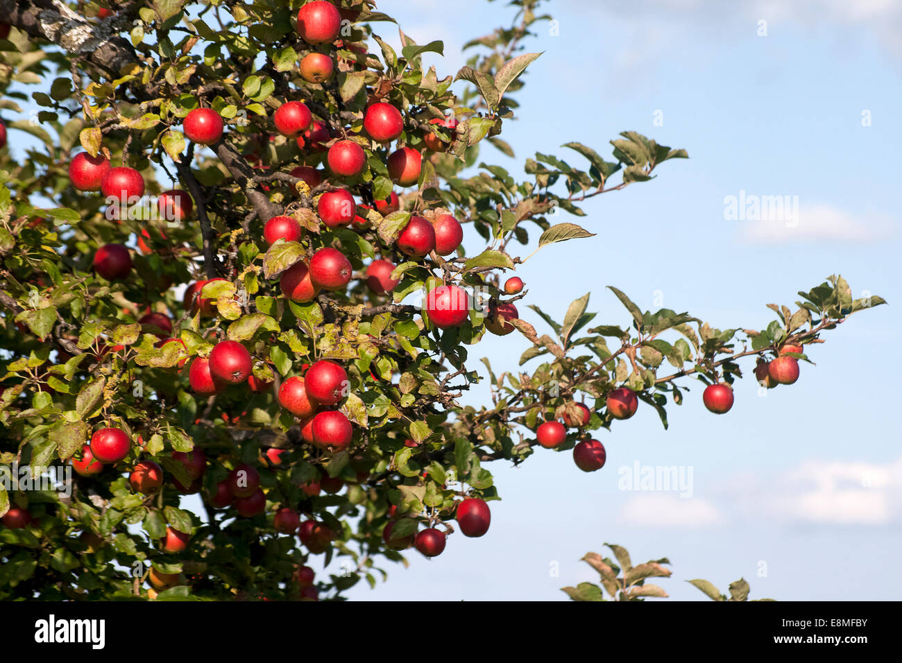 Albero di melo immagini e fotografie stock ad alta risoluzione - Alamy