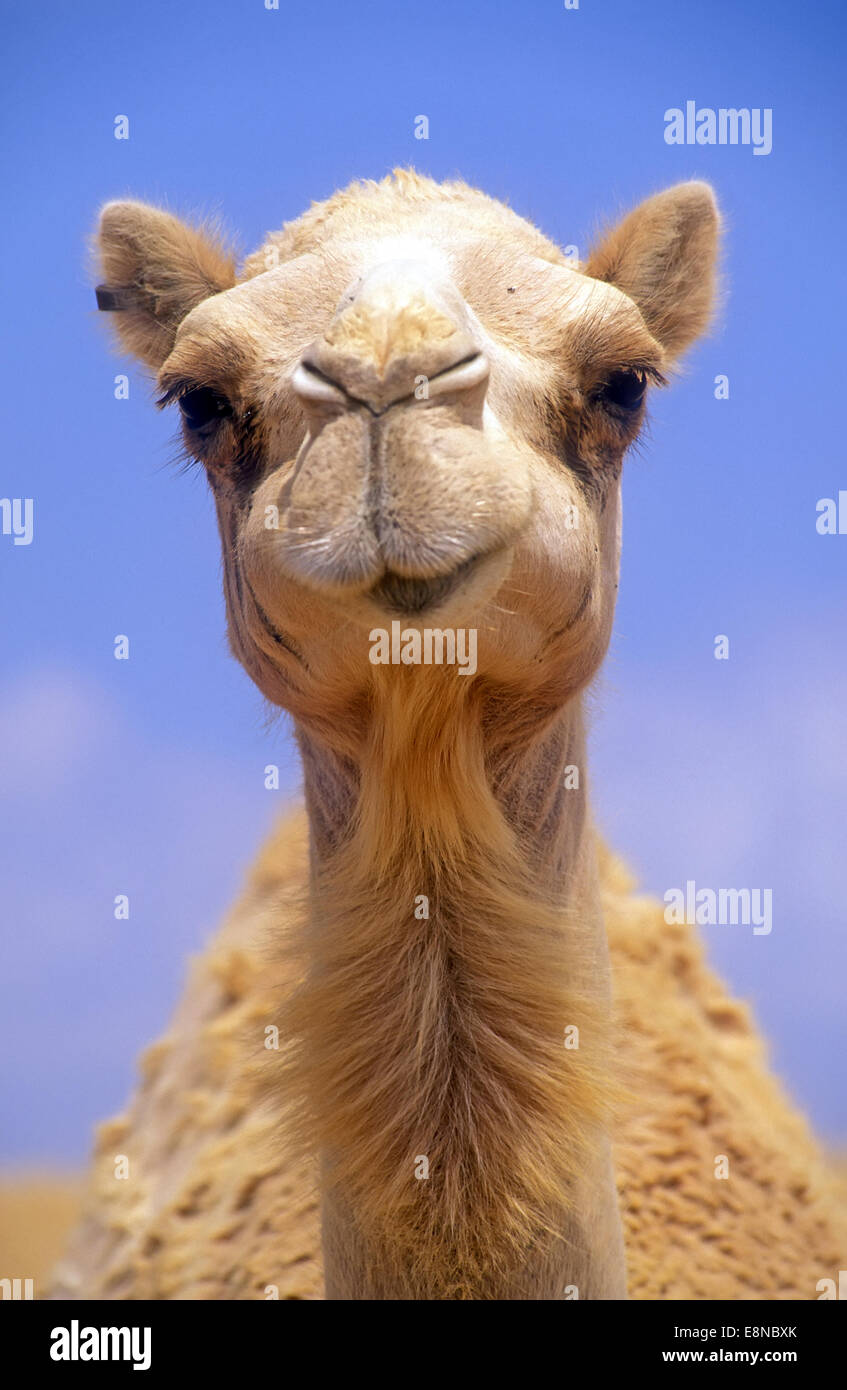 Faccia di cammello immagini e fotografie stock ad alta risoluzione - Alamy