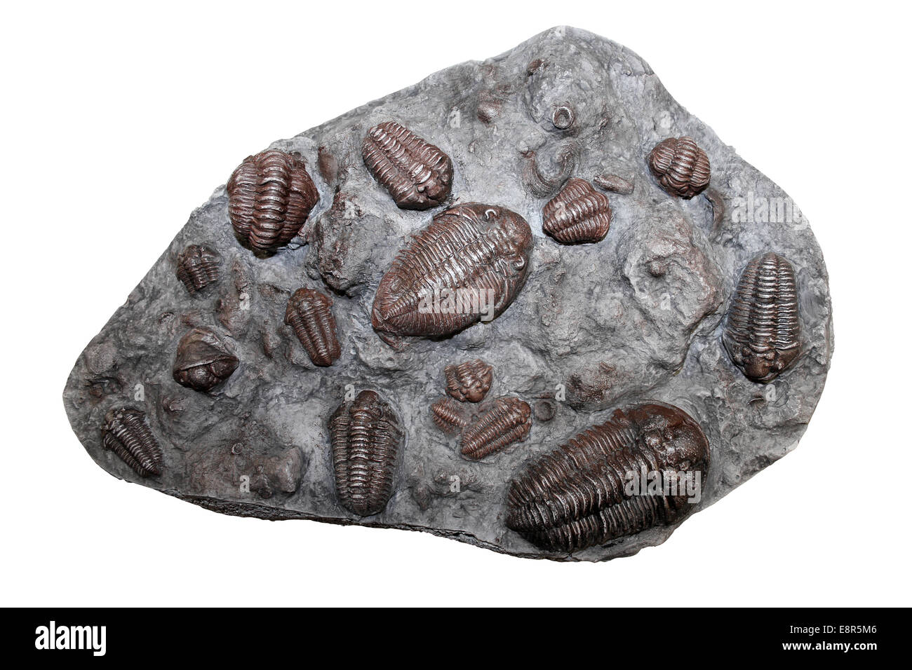 Dalmanites myops immagini e fotografie stock ad alta risoluzione - Alamy