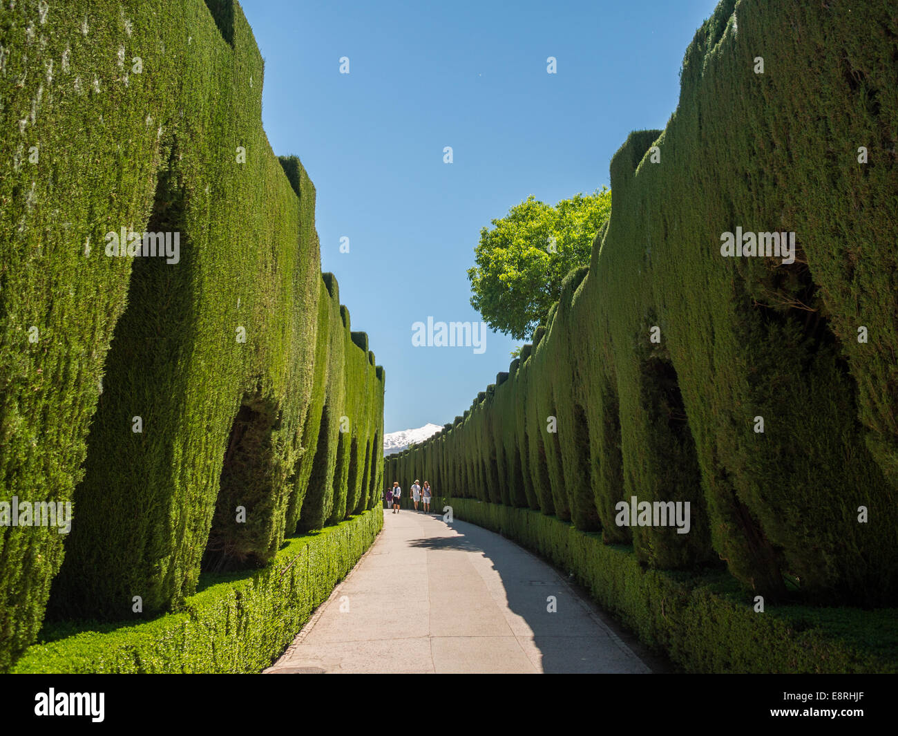 Assetto cespuglio immagini e fotografie stock ad alta risoluzione - Alamy