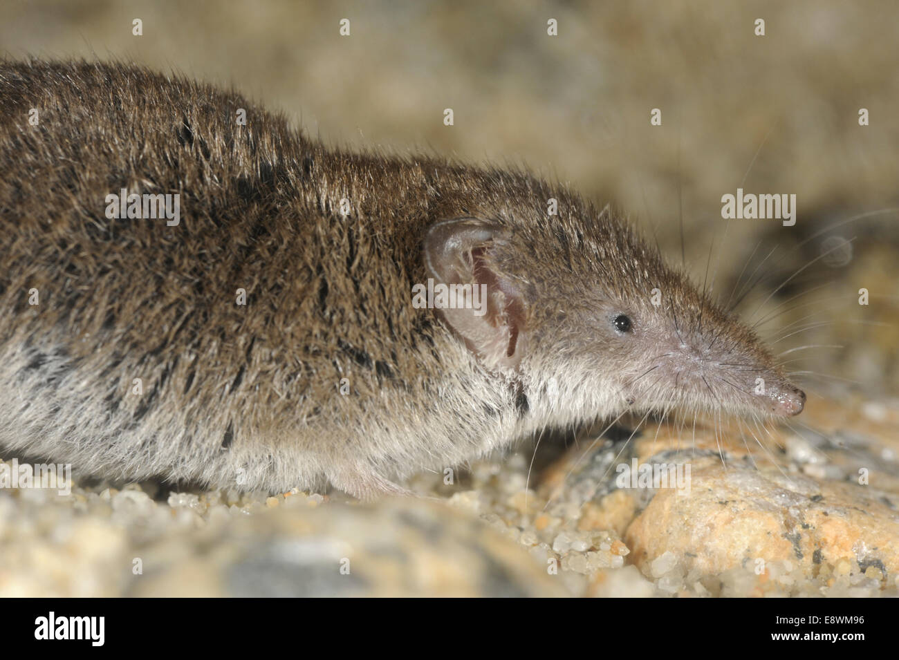 Crocidura suaveolens immagini e fotografie stock ad alta risoluzione ...