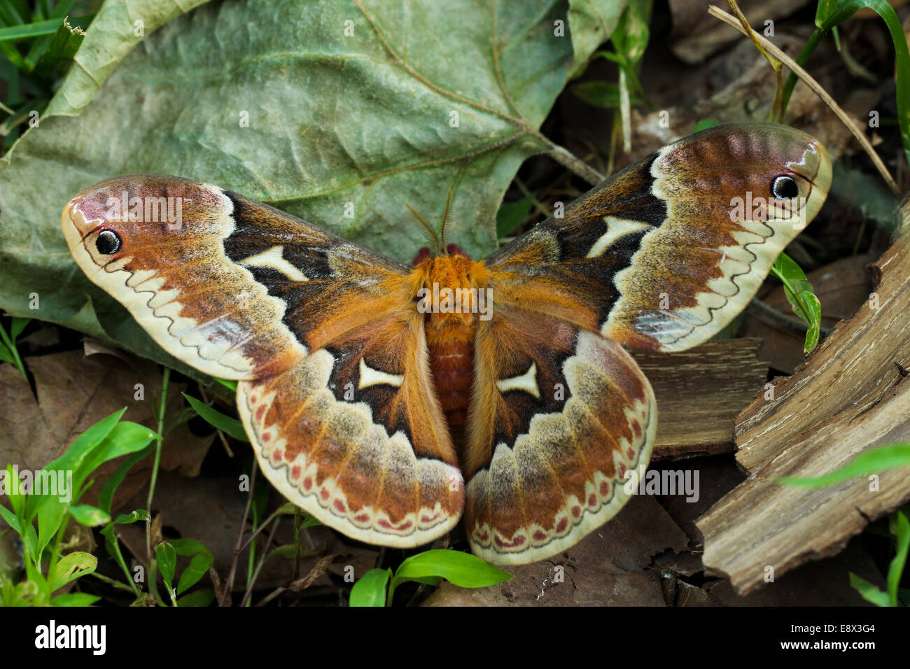 Ala arrotondata immagini e fotografie stock ad alta risoluzione - Alamy
