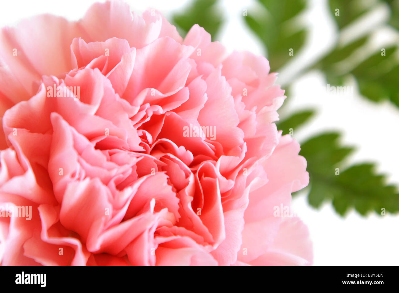 Garofano aperto immagini e fotografie stock ad alta risoluzione - Alamy