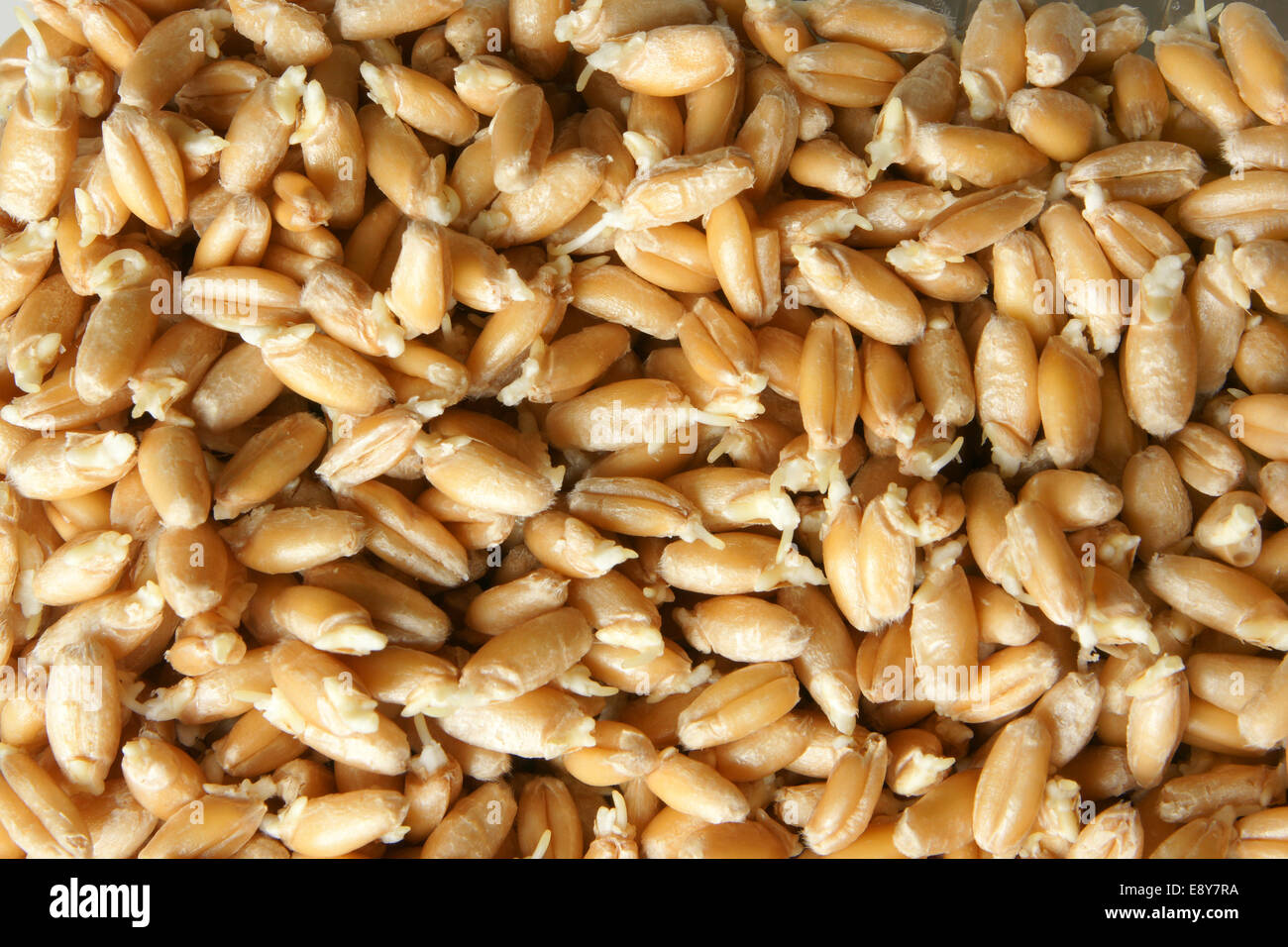 Germi invernali immagini e fotografie stock ad alta risoluzione - Alamy