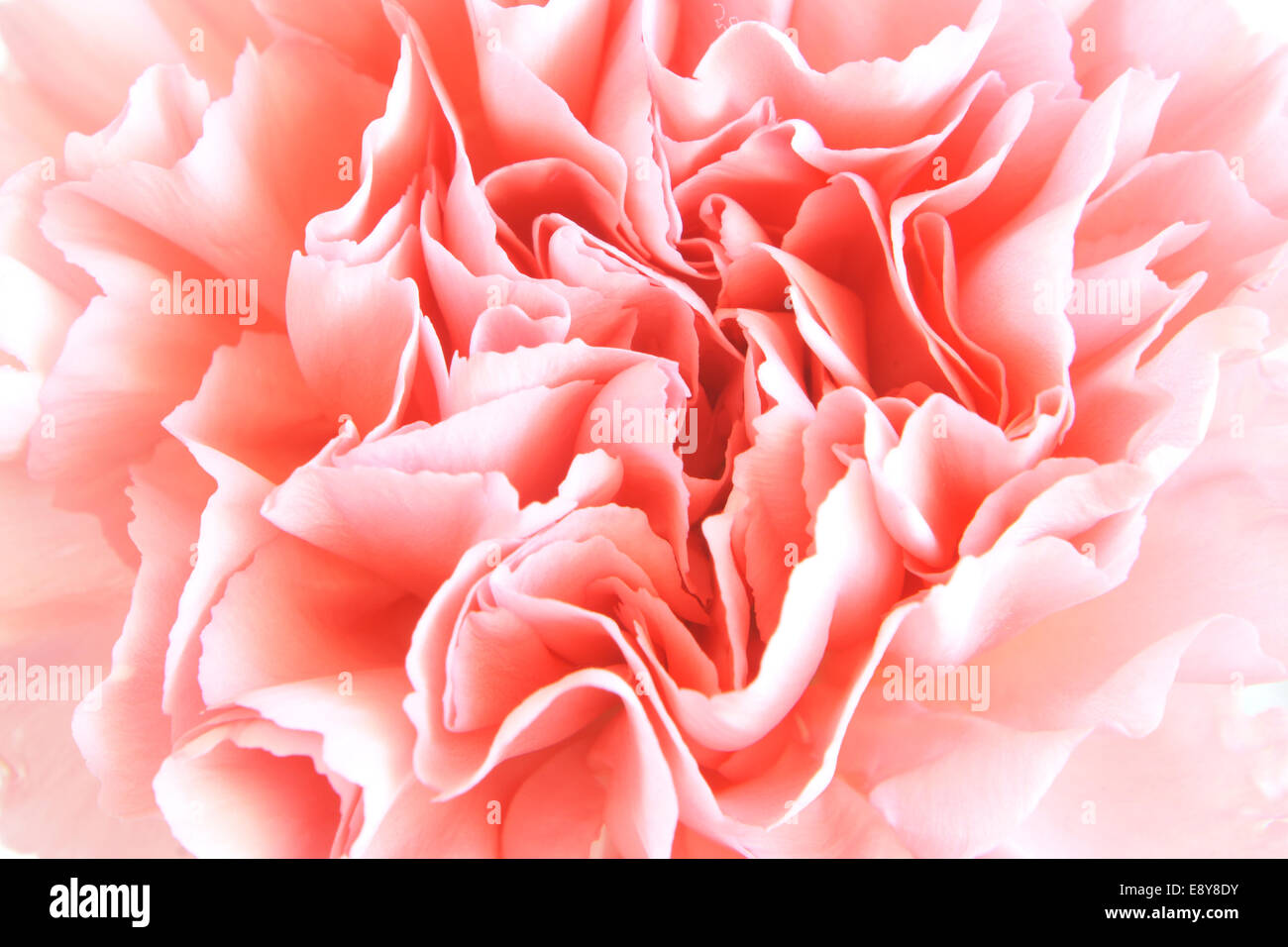 Garofano aperto immagini e fotografie stock ad alta risoluzione - Alamy