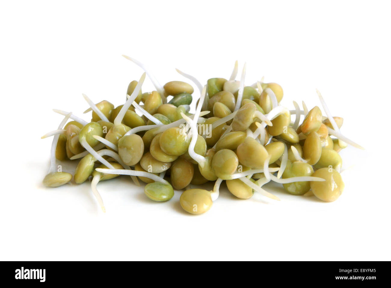 I germi immagini e fotografie stock ad alta risoluzione - Alamy