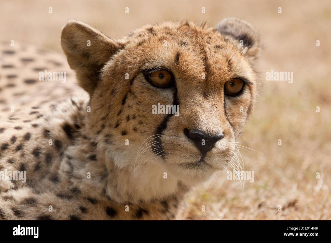 Ghepardo aggraziato immagini e fotografie stock ad alta risoluzione - Alamy