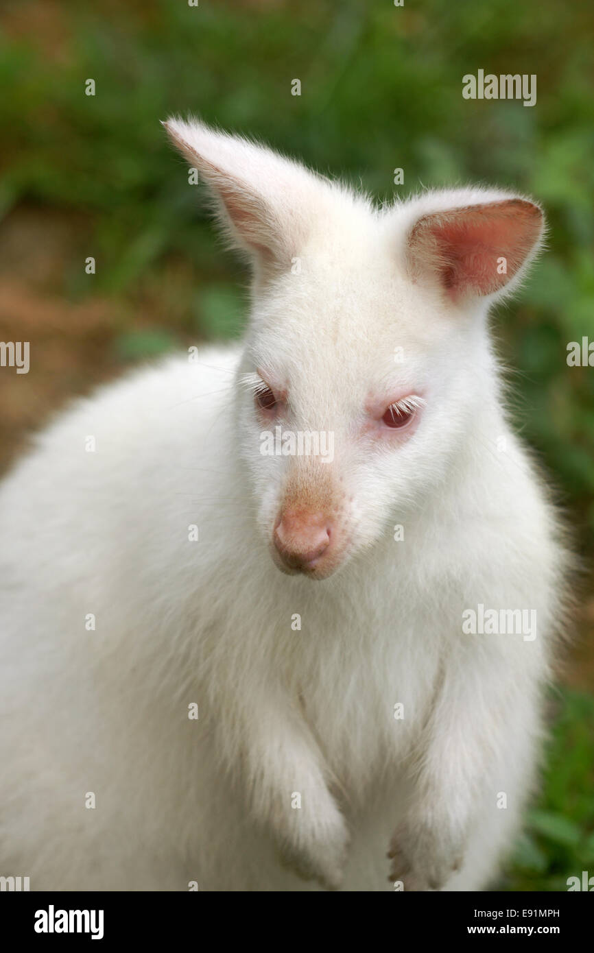 Tasca a canguro immagini e fotografie stock ad alta risoluzione - Alamy