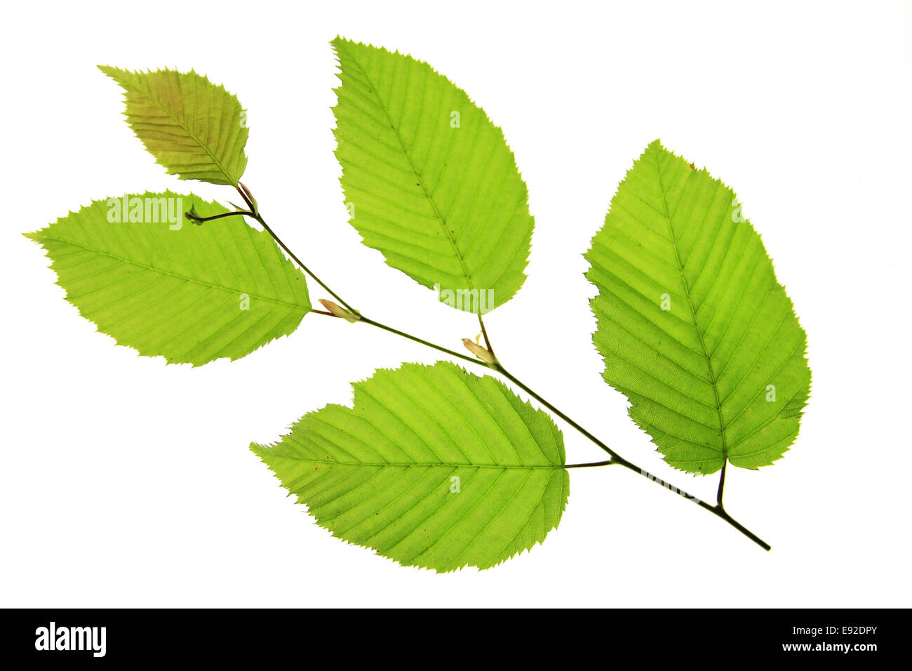 Carpinus betulus leaf immagini e fotografie stock ad alta risoluzione ...