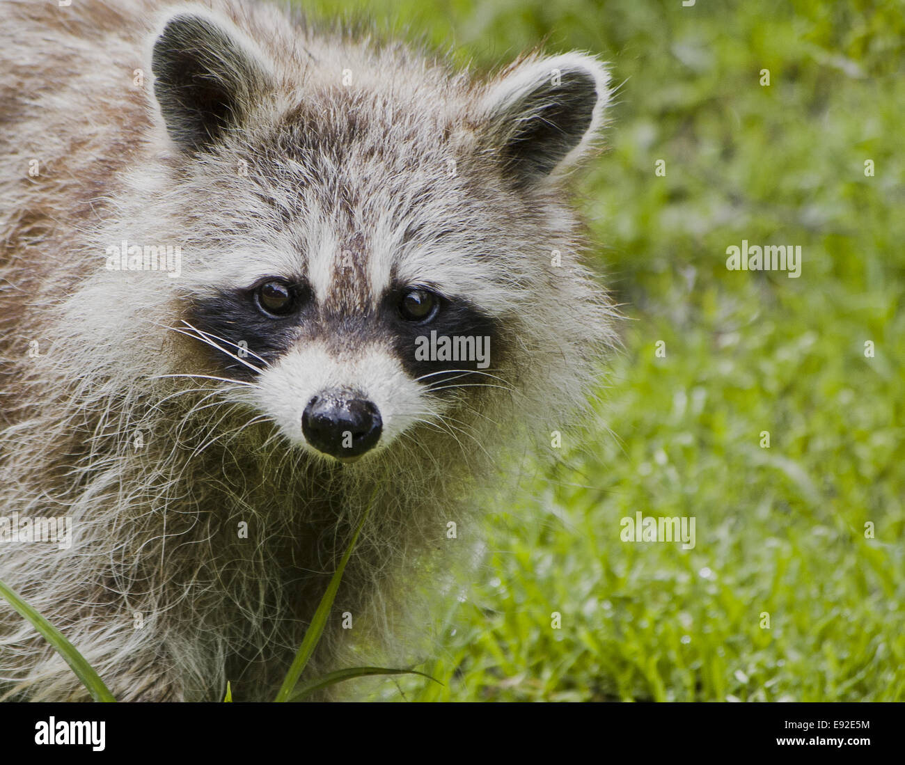 Giovane procione immagini e fotografie stock ad alta risoluzione - Alamy