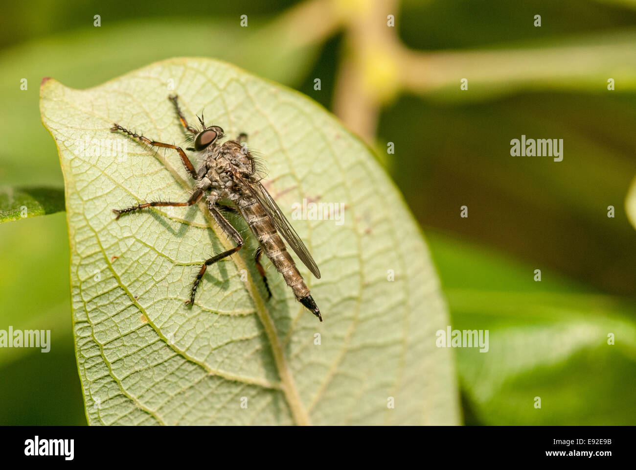 Caccia alle mosche immagini e fotografie stock ad alta risoluzione - Alamy