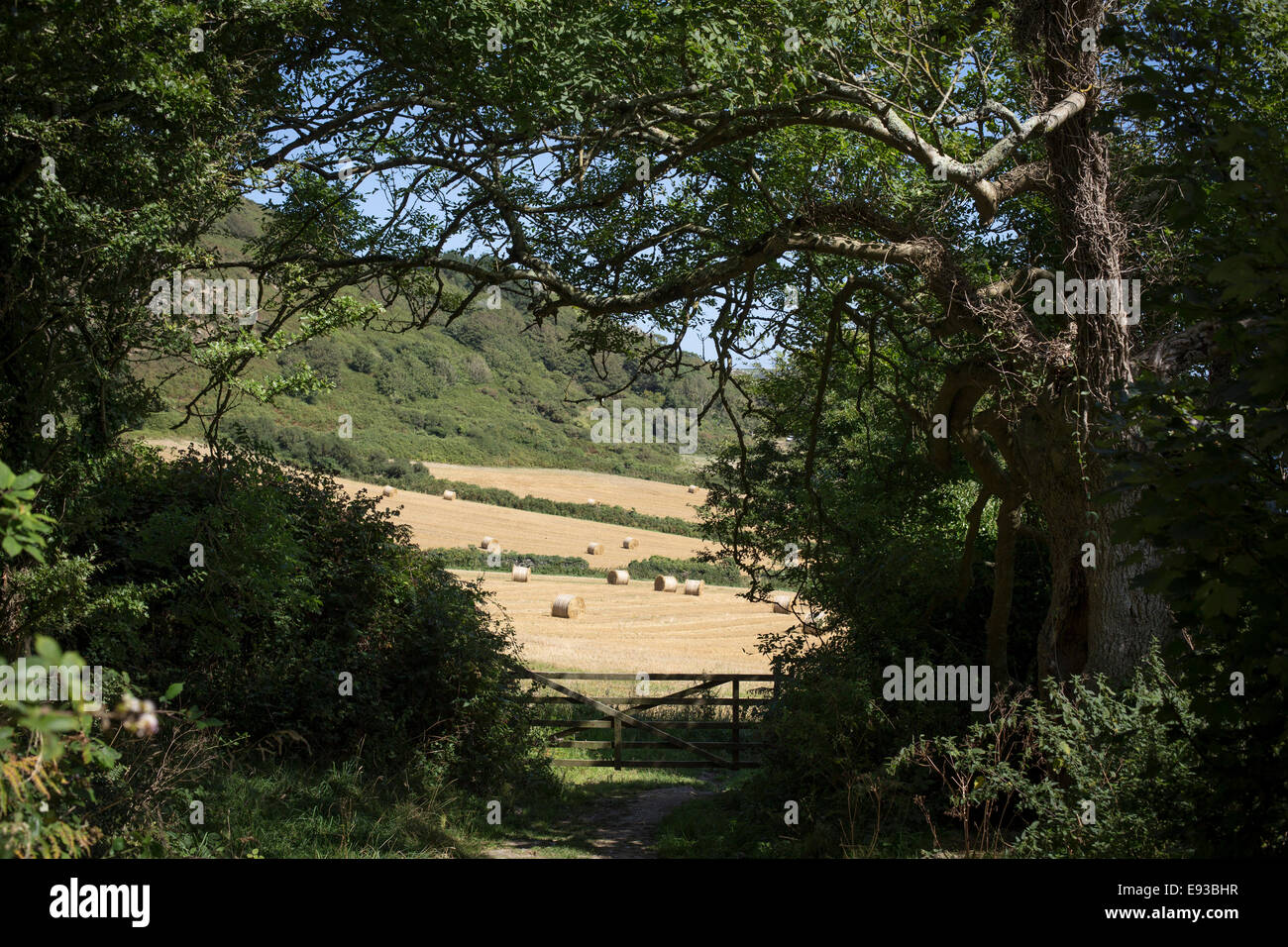 Cancello nella corsia di campagna immagini e fotografie stock ad alta ...