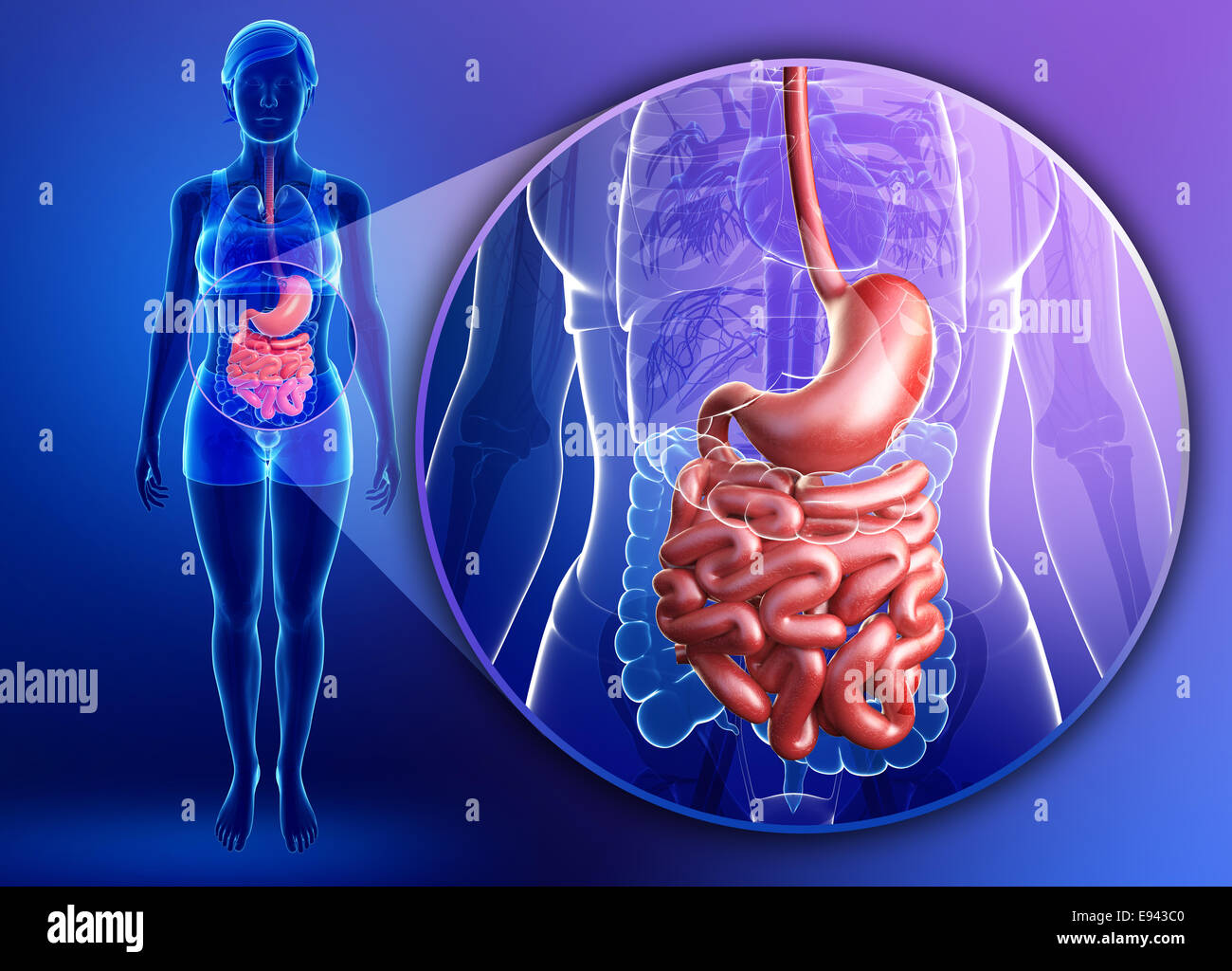 Piccolo intestino immagini e fotografie stock ad alta risoluzione - Alamy