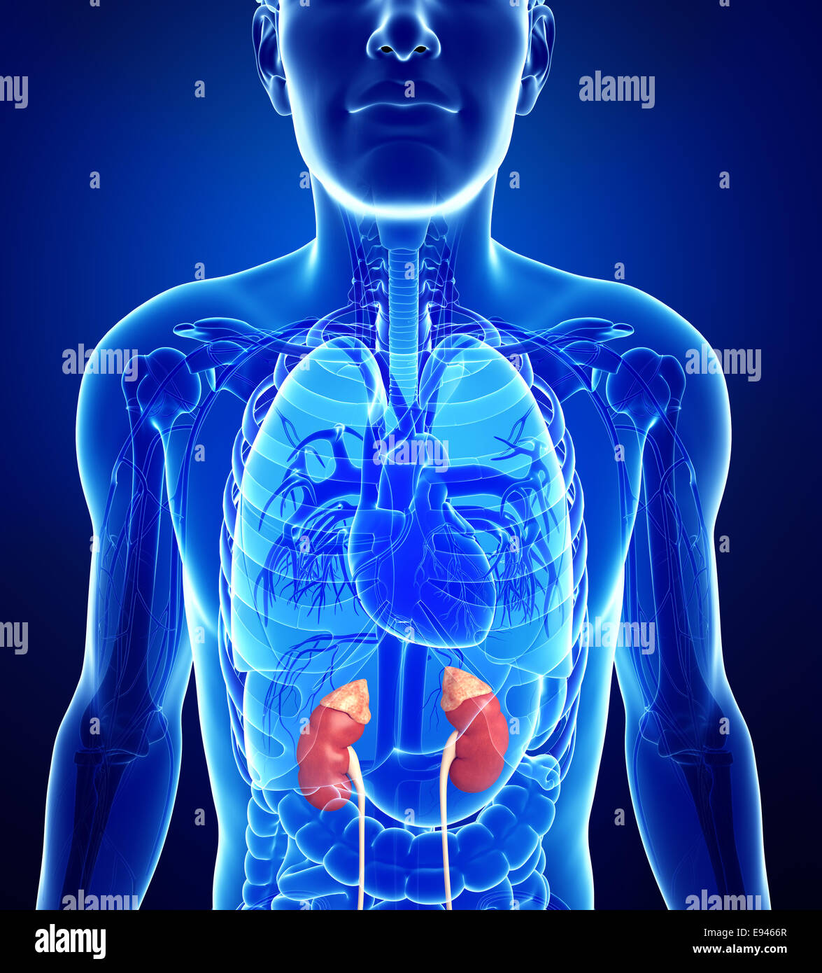 Anatomia dei reni e delle ghiandole surrenali immagini e fotografie ...