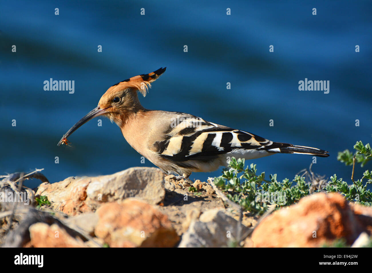 Alimentazione da upupa immagini e fotografie stock ad alta risoluzione ...