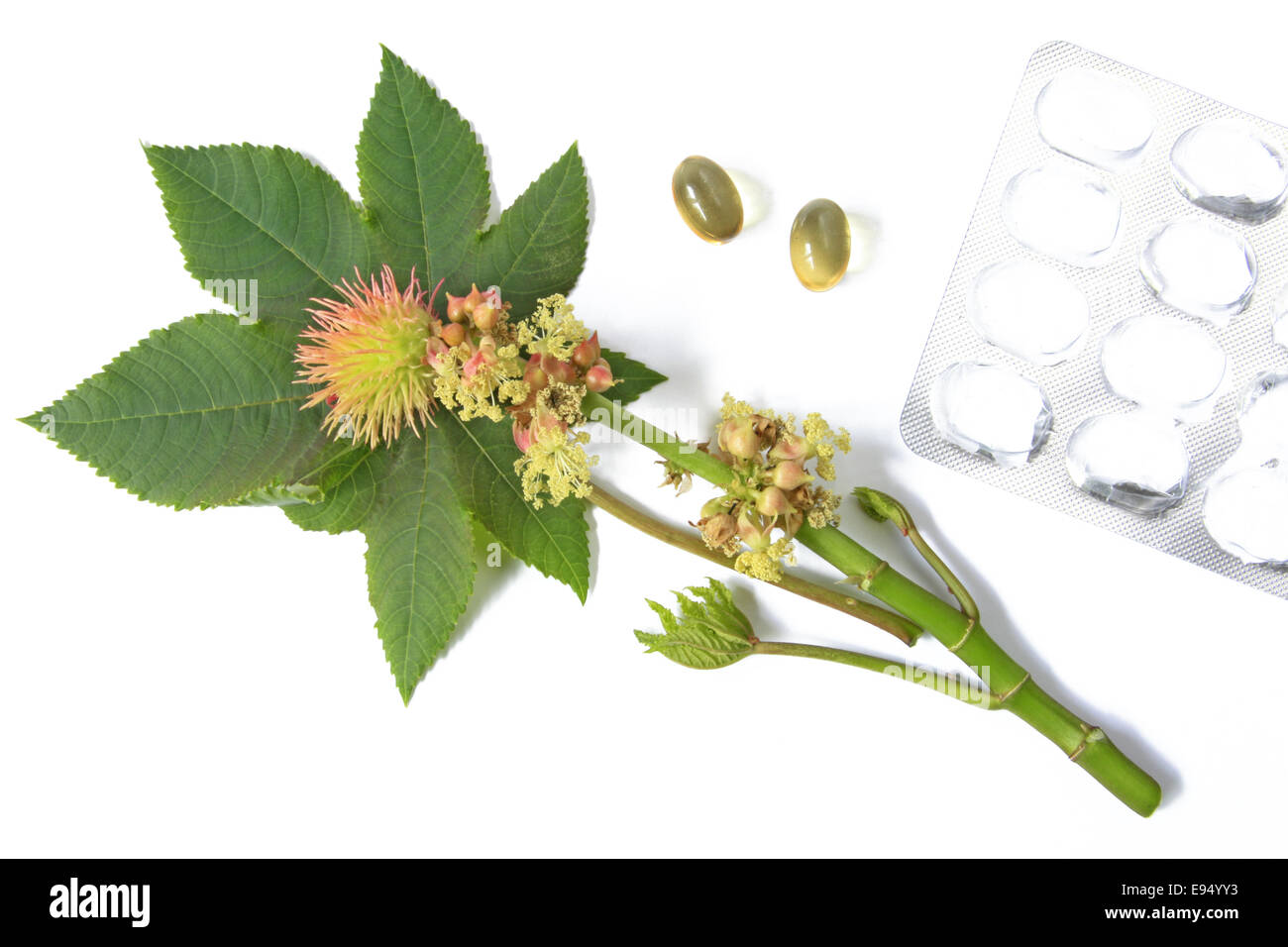 Pianta di ricino immagini e fotografie stock ad alta risoluzione - Alamy