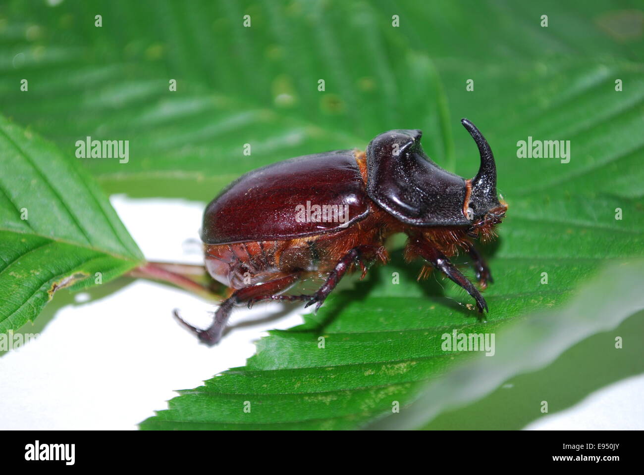 Bug scarabeo immagini e fotografie stock ad alta risoluzione - Alamy
