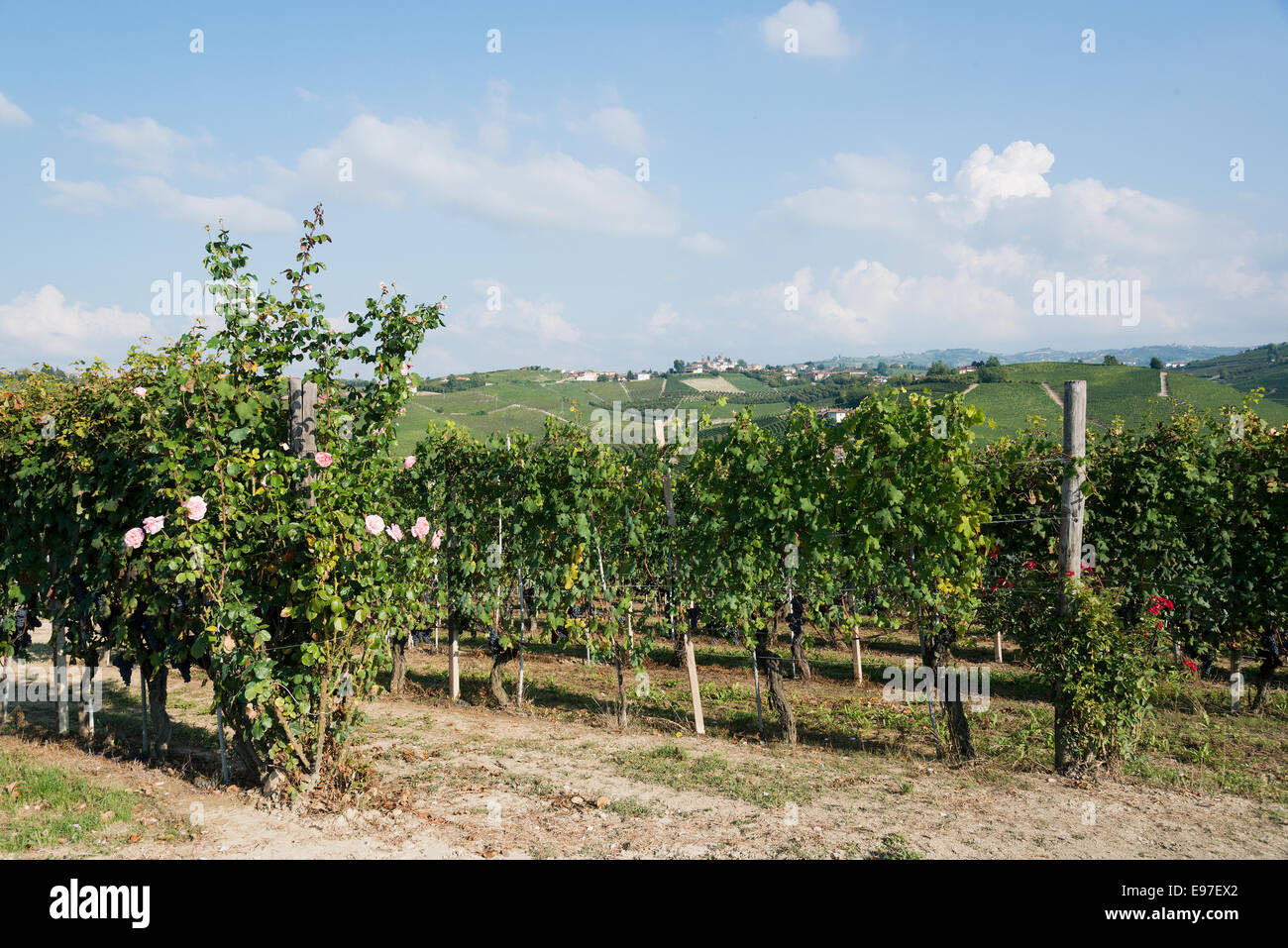 L'Italia,panorama di vigneti del Piemonte: Langhe-Roero e Monferrato ...