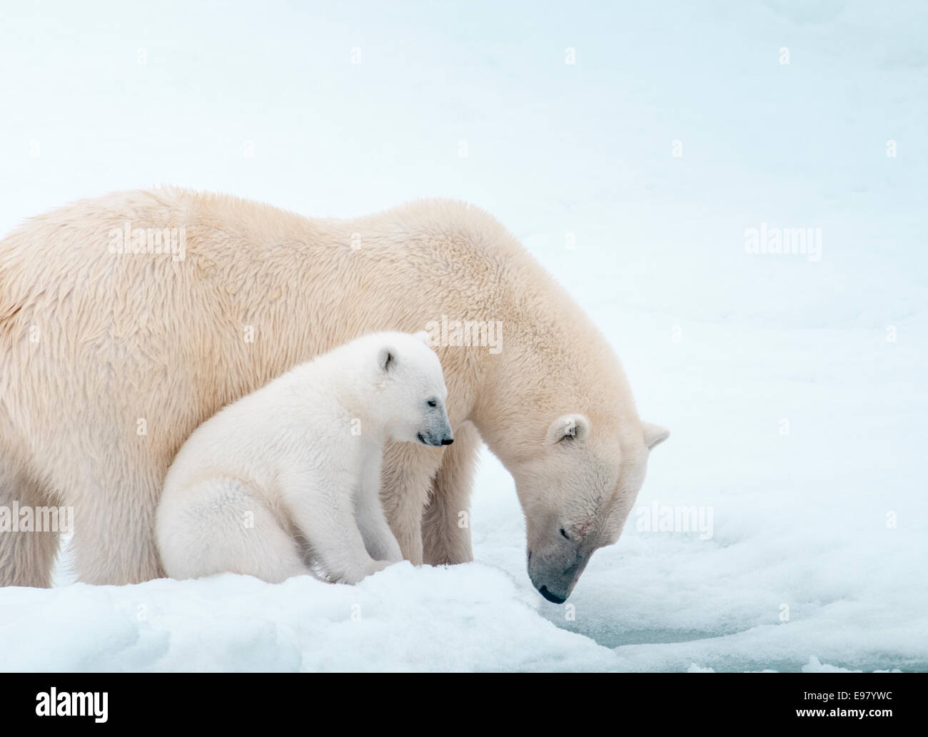 Orsi polari madre e cucciolo immagini e fotografie stock ad alta ...