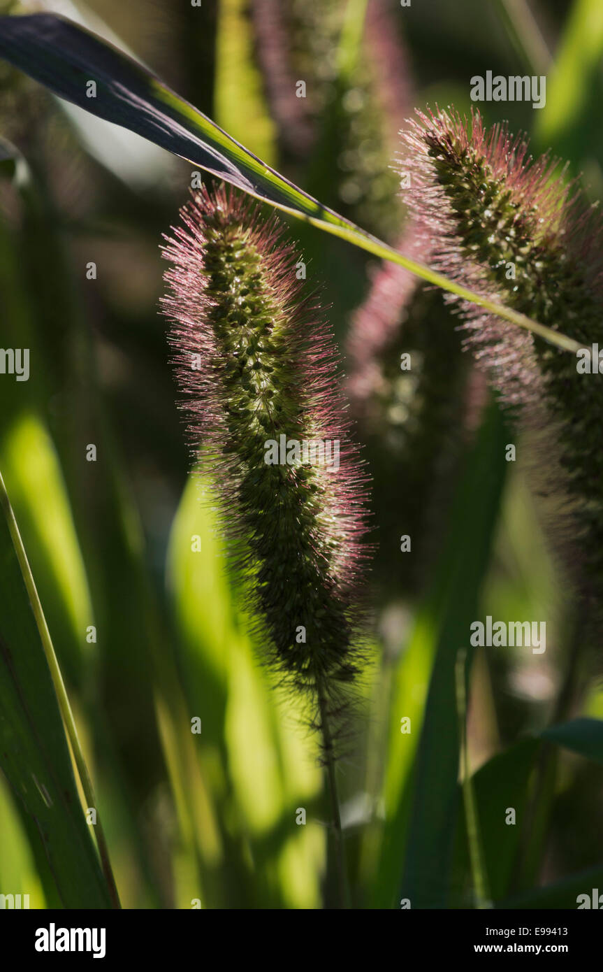 Setaria viridis immagini e fotografie stock ad alta risoluzione - Alamy