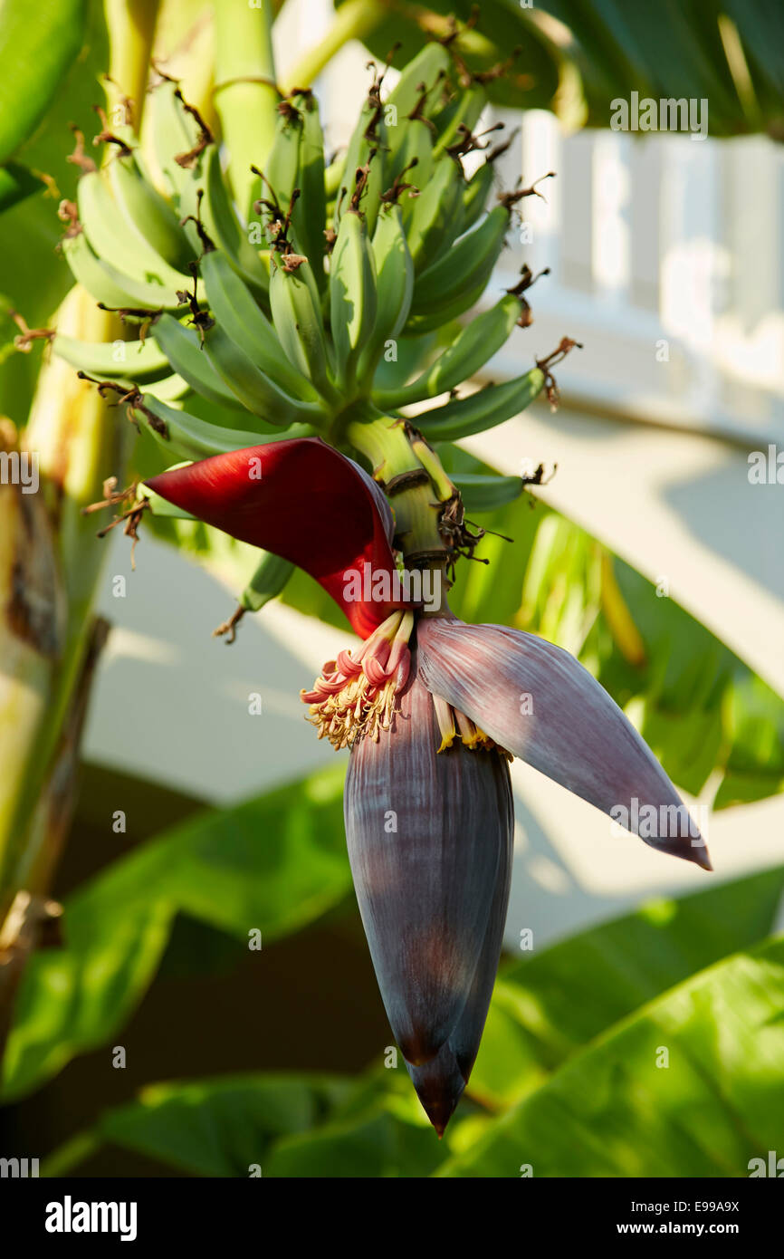 Pianta di banana selvatica immagini e fotografie stock ad alta ...