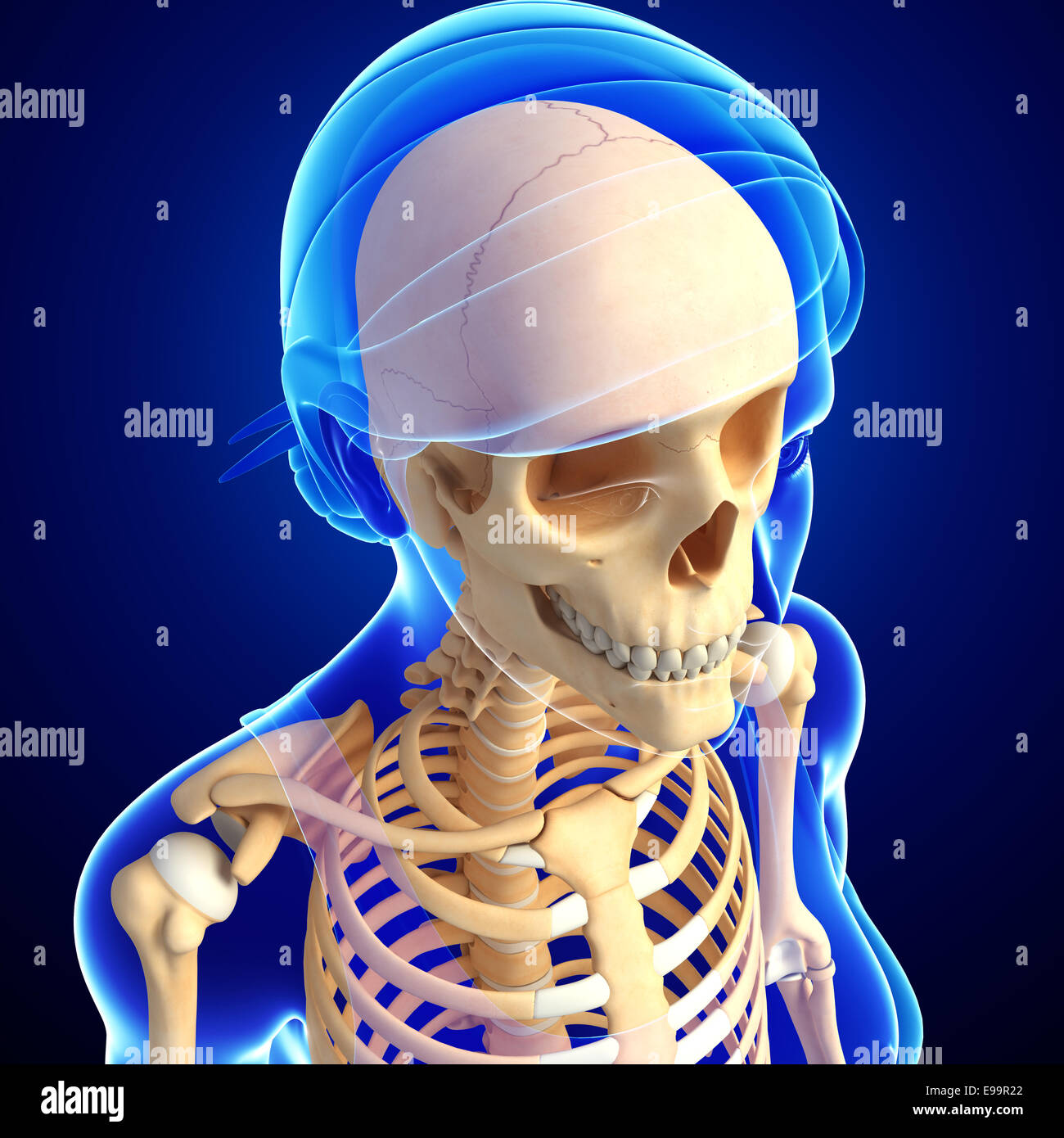 Ossa umane del cranio e del collo immagini e fotografie stock ad alta ...