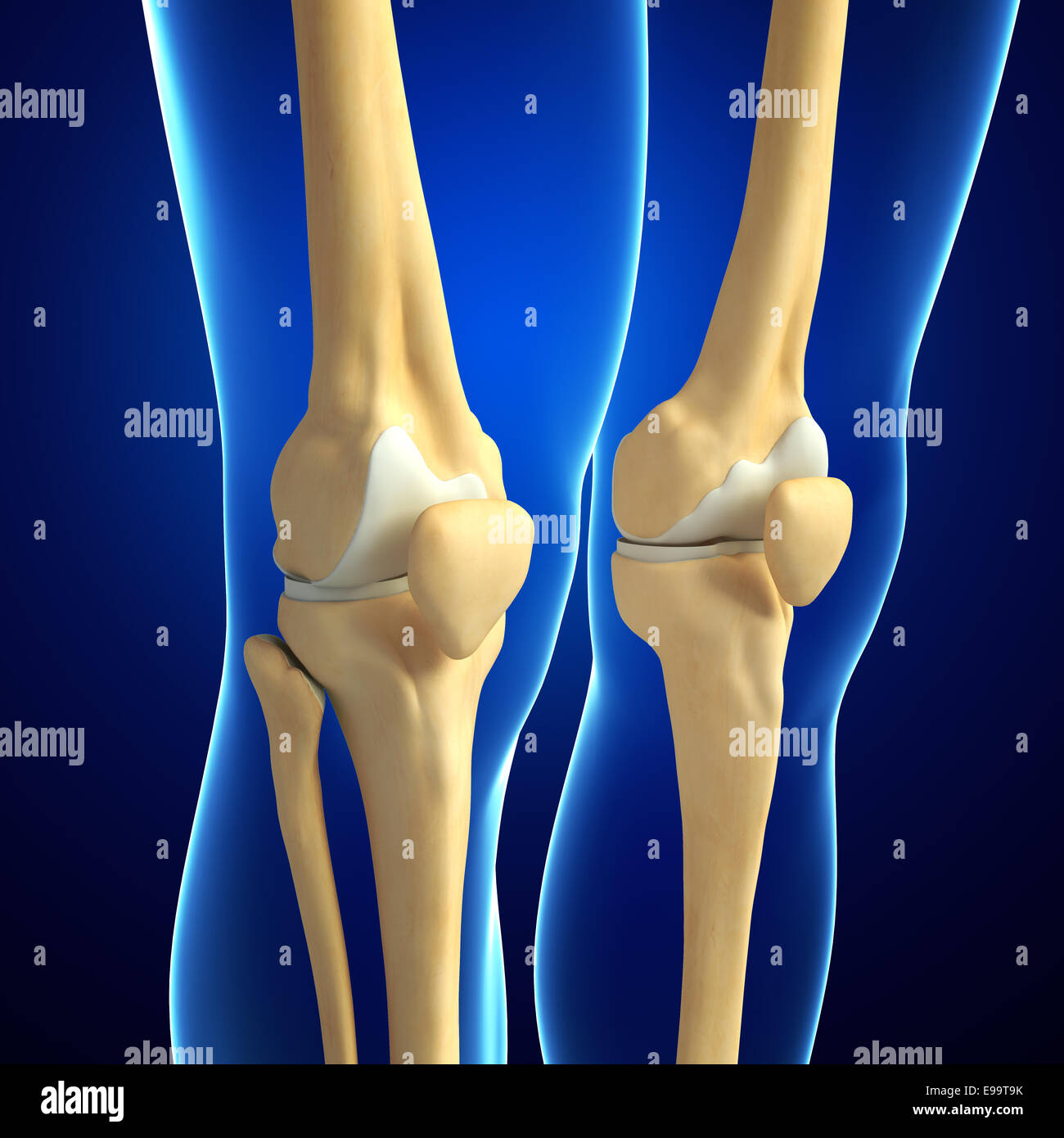 Ginocchio articolazione immagini e fotografie stock ad alta risoluzione ...
