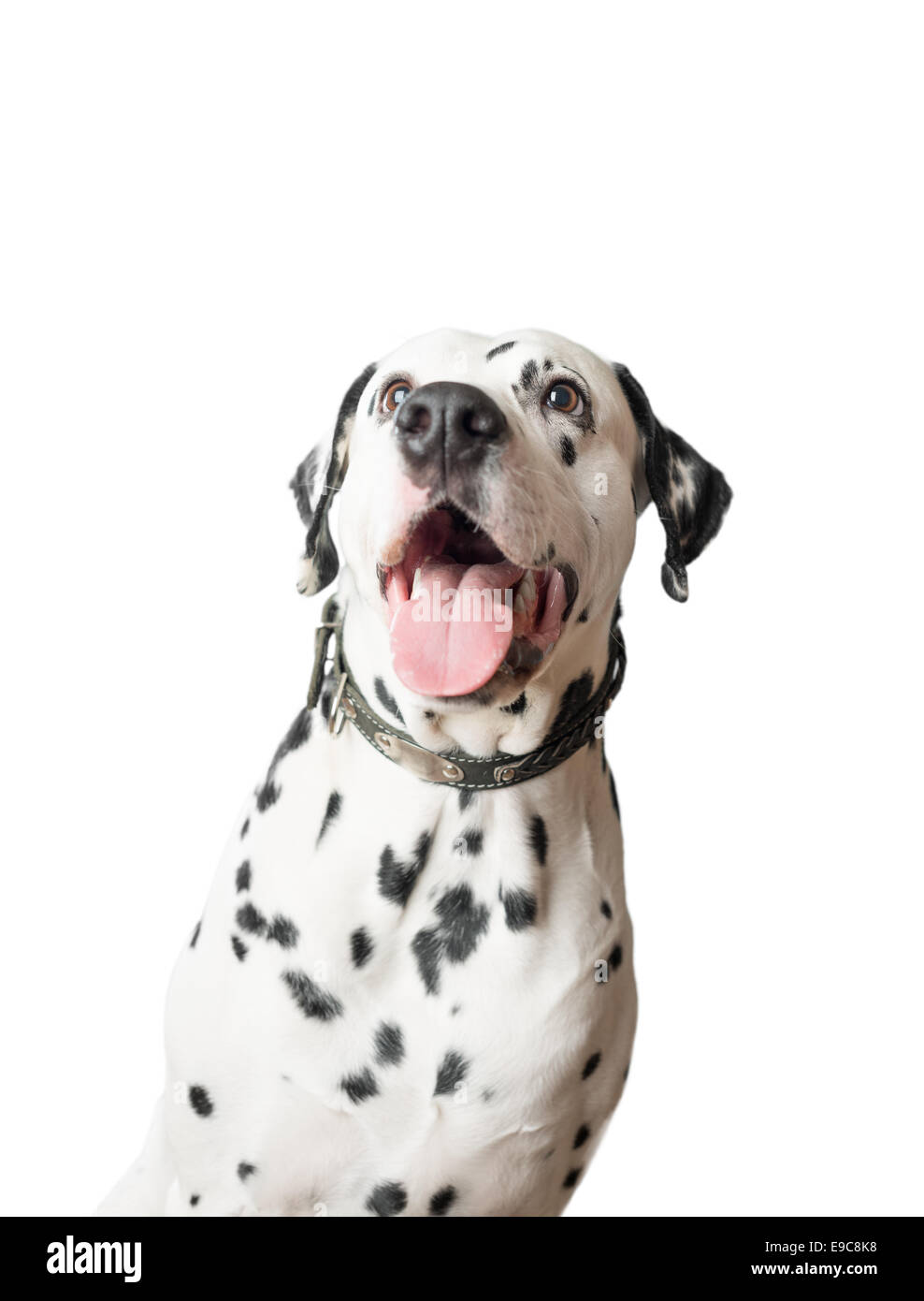 Cane dalmata con la bocca aperta e la lingua pendente in fuori ...