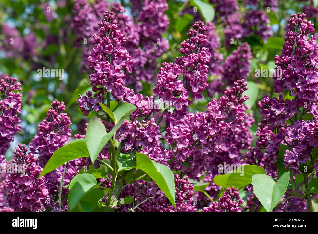 Viola tree immagini e fotografie stock ad alta risoluzione - Alamy