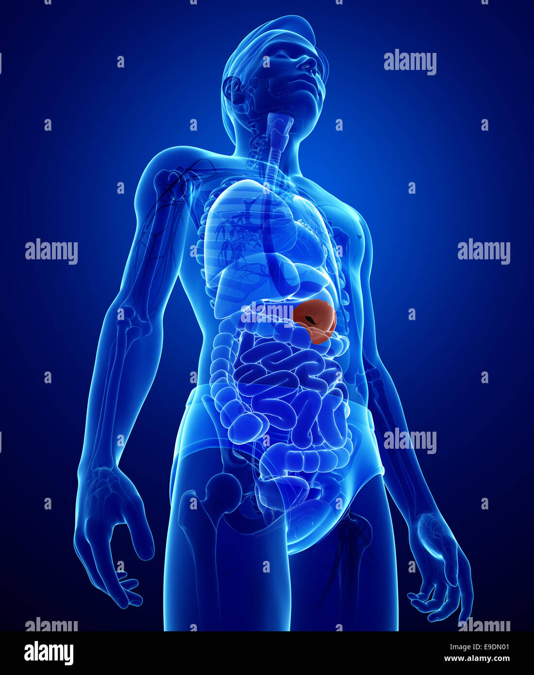 Vena di colica immagini e fotografie stock ad alta risoluzione - Alamy