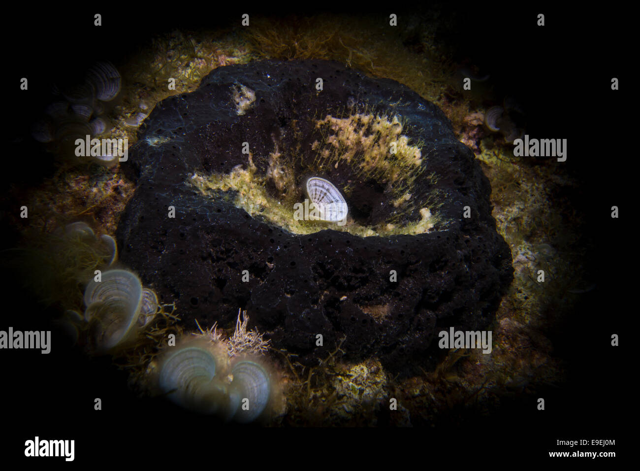 Spongia officinalis immagini e fotografie stock ad alta risoluzione - Alamy