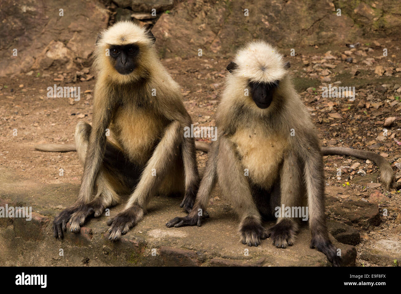 Come scimmie immagini e fotografie stock ad alta risoluzione - Alamy