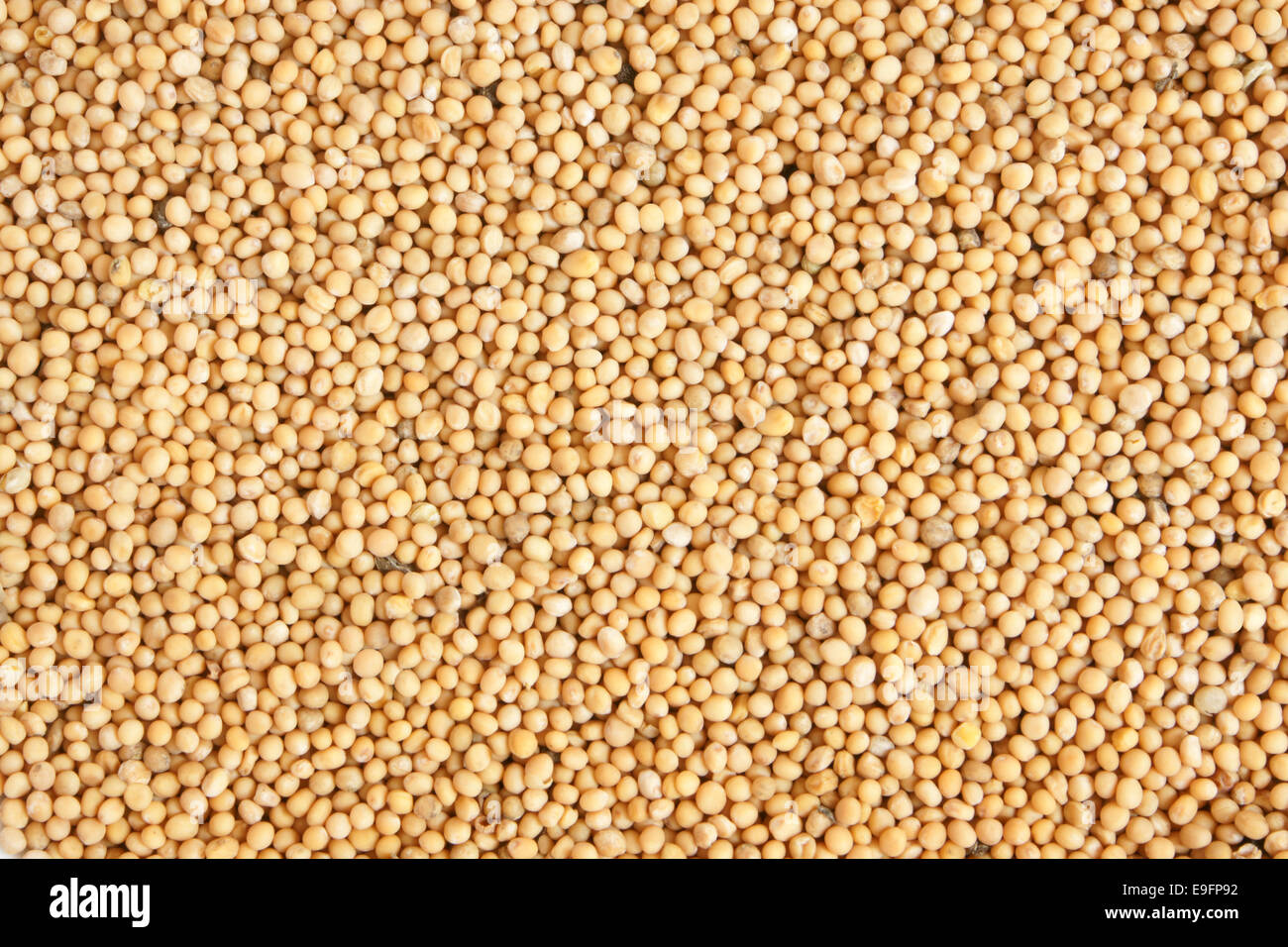 White mustard seeds immagini e fotografie stock ad alta risoluzione - Alamy