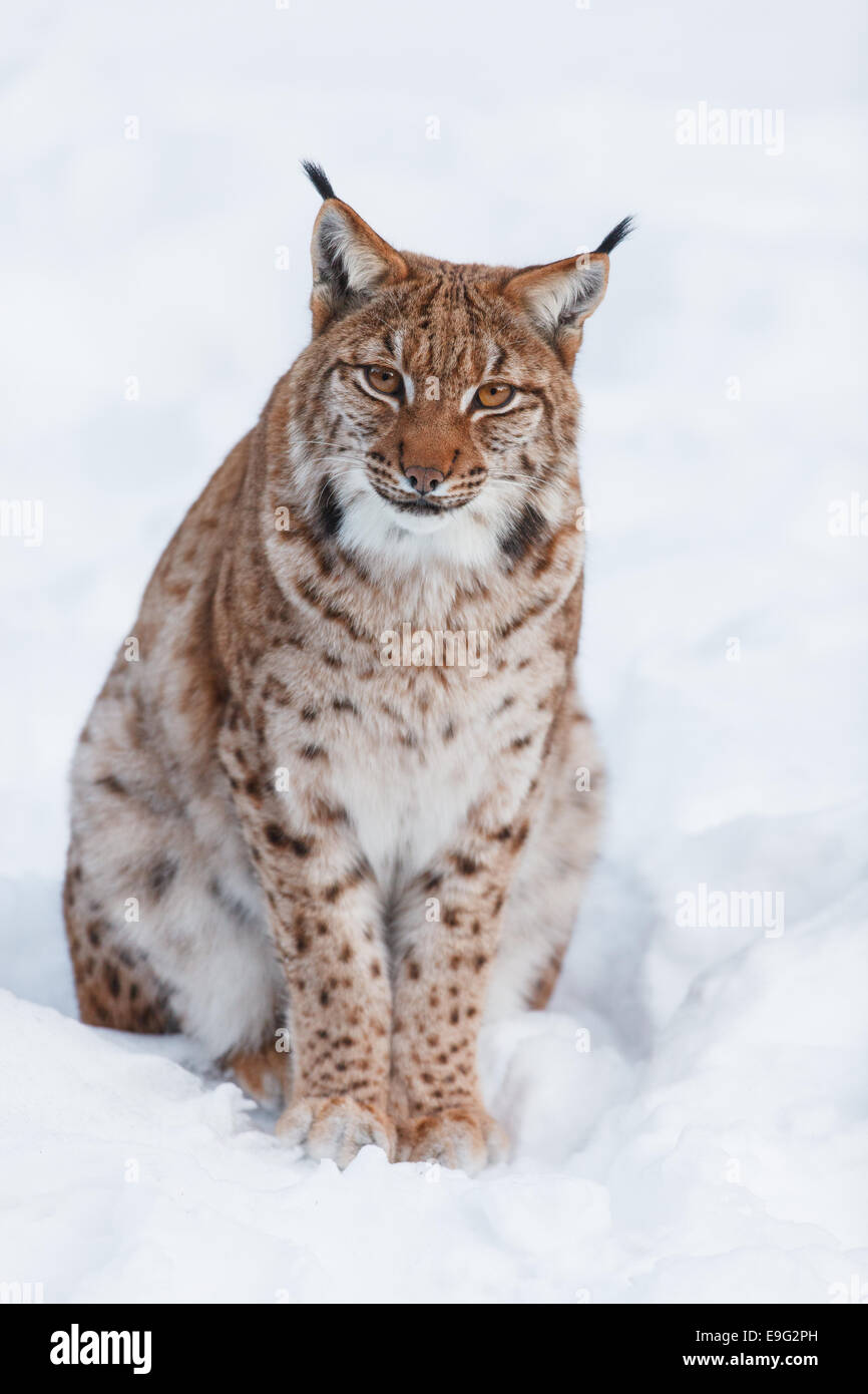 Lince lince immagini e fotografie stock ad alta risoluzione - Alamy